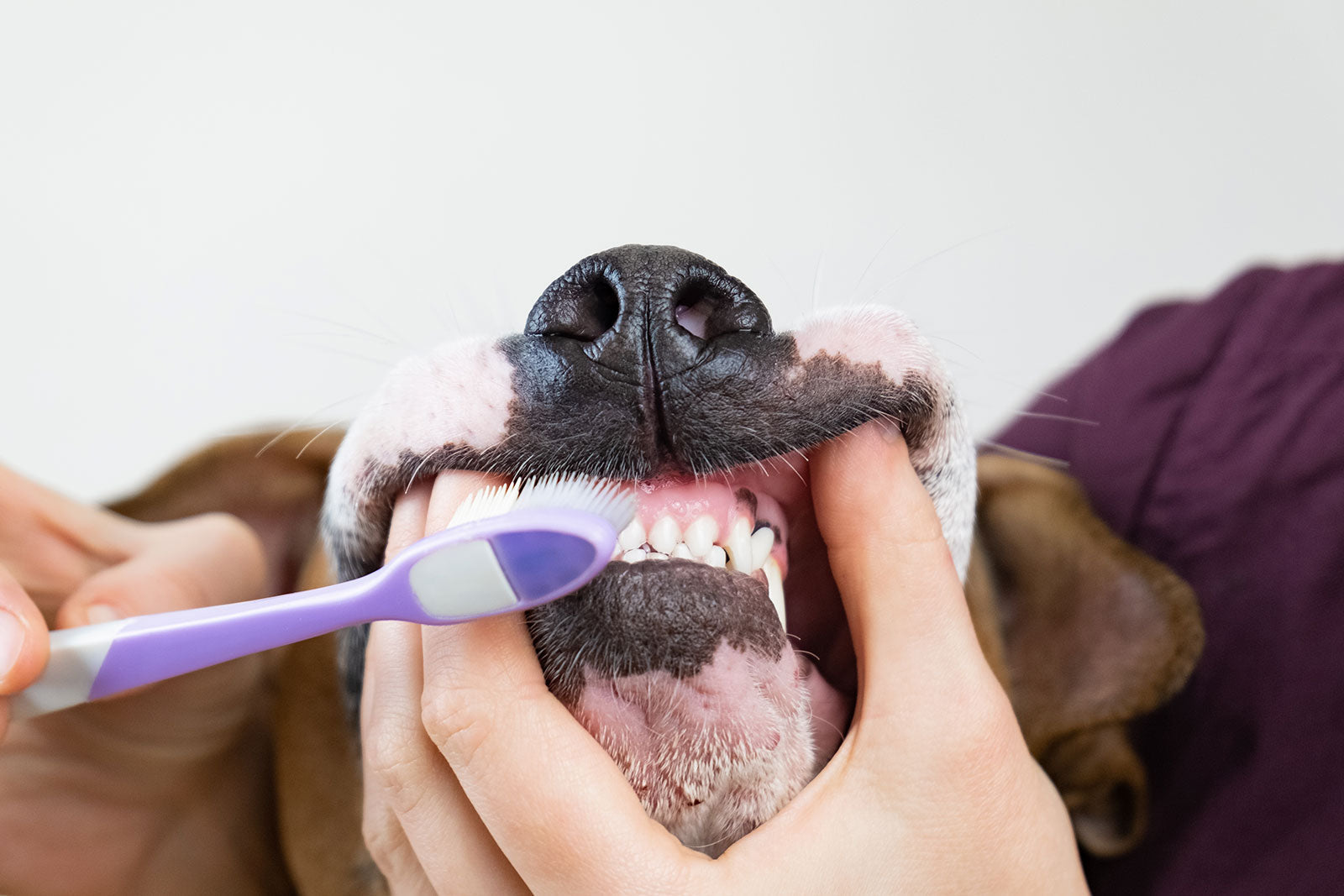 Dog Plaque vs Tartar: Understanding the Difference
